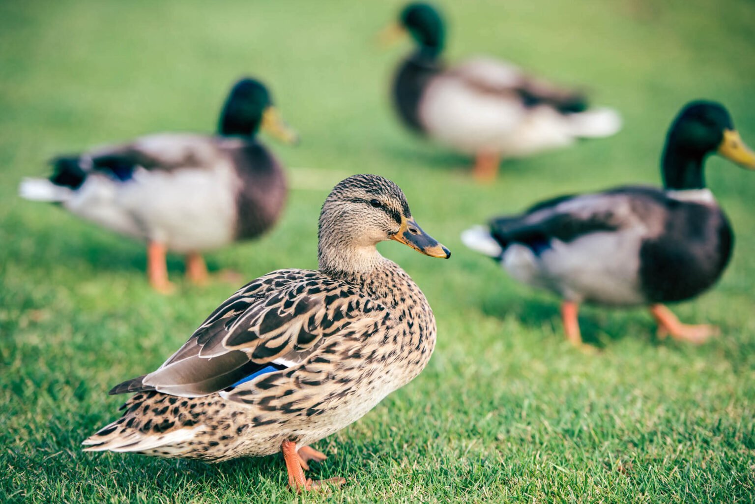 Top 10 Duck Breeds For Your Homestead – Green Grass Grove