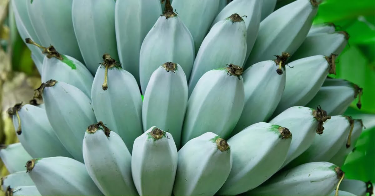 Blue Java Banana – Green Grass Grove